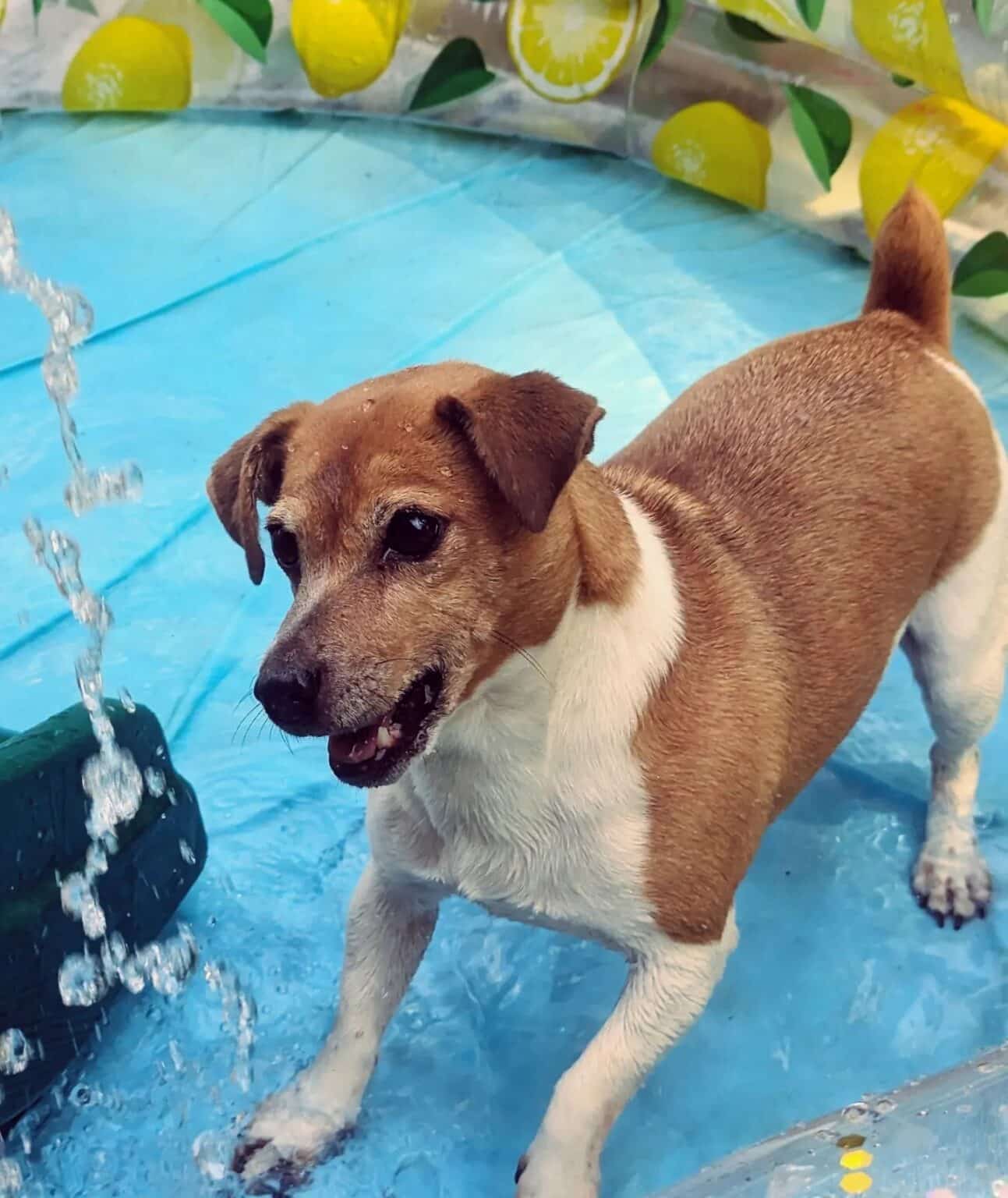 Finnly · Imported Jacks