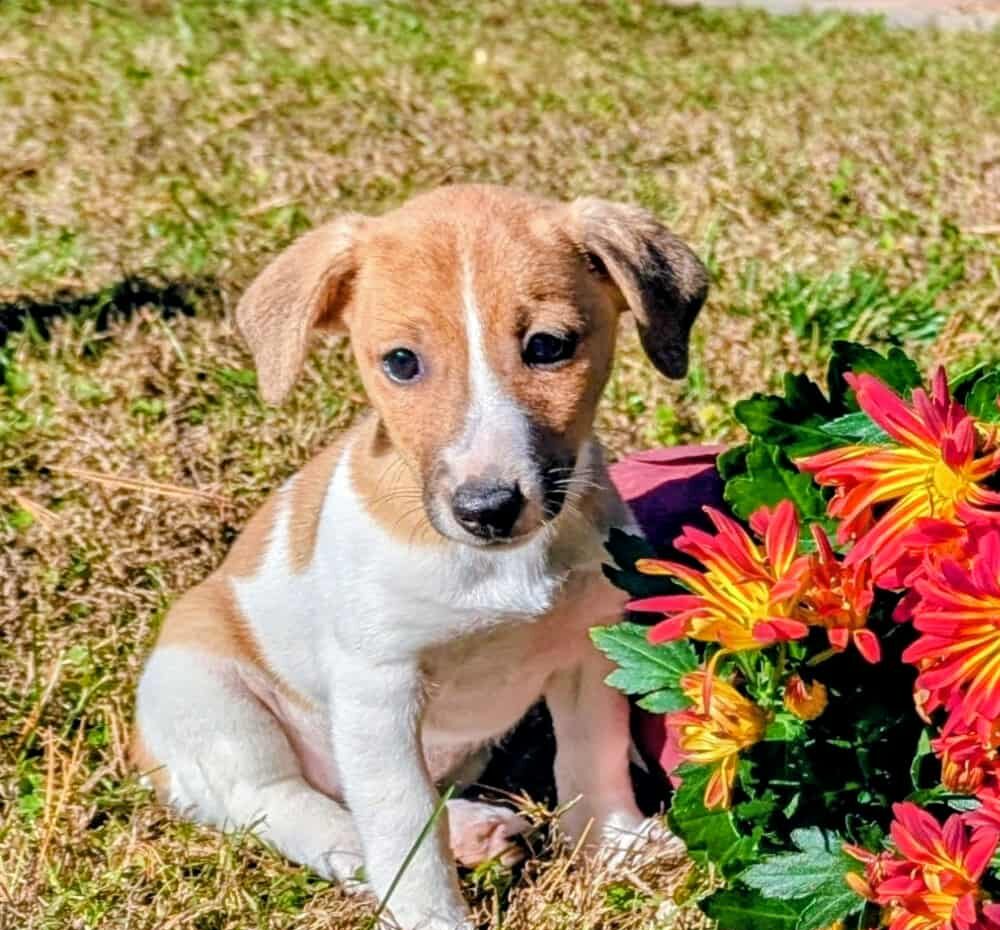 Jack Russel Terrier Puppy · Imported Jacks